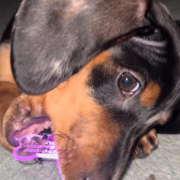 Personalized LED Dog Tag in Different Shapes and Sizes - Etsy