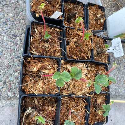 Ranunculus Aviv Rose Buy 4 Get 1 Free - Etsy