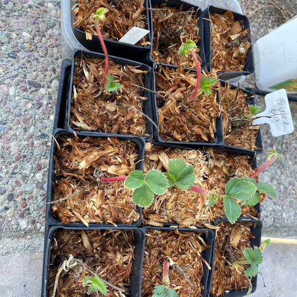5 Evie 2 Everbearing Strawberry Plants – Bare Root High Yield Day ...