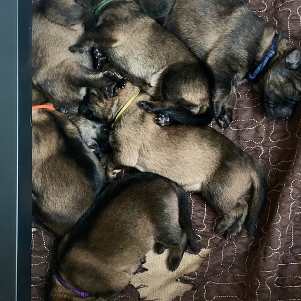 DAM-COOL Puppy Warmer - Etsy