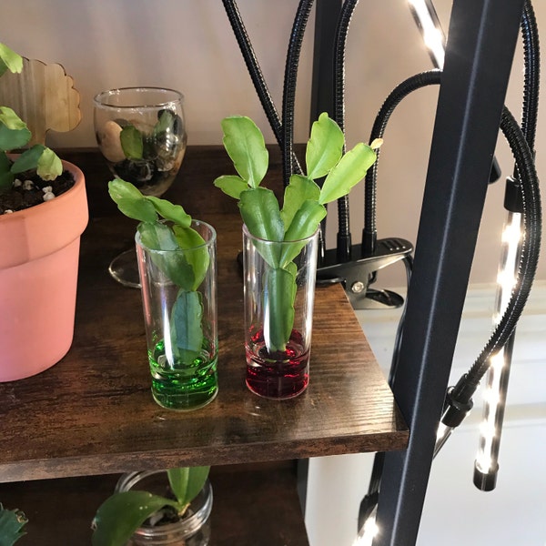 Sunset Snappy Blanket Flower Perennial Seeds - Etsy