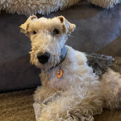 Dog Tag Bunny Chaser Dog Tag Funny Pet Tag Dog ID Tag Bunny Rabbit Dog ...