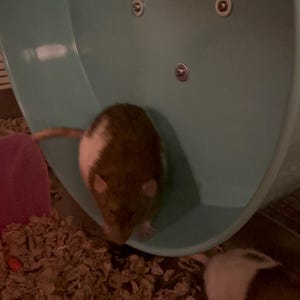 Wooden Ledges With Guards Poop Guards/ Scatter Guards-free SHIPPING - Etsy