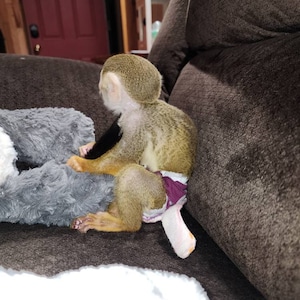 Guinea Pig Cavy Diaper With Bib / Collar Waterproof Designed - Etsy