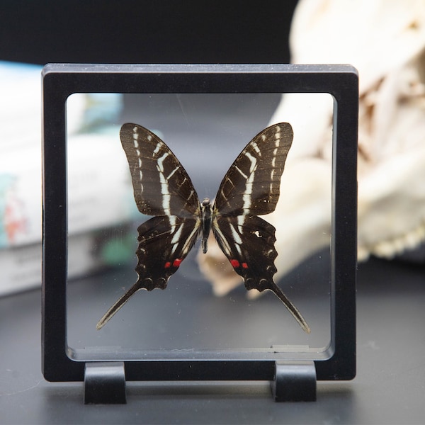 Protographium Philolaus ONE Real Butterfly Red White Black Zebra ...