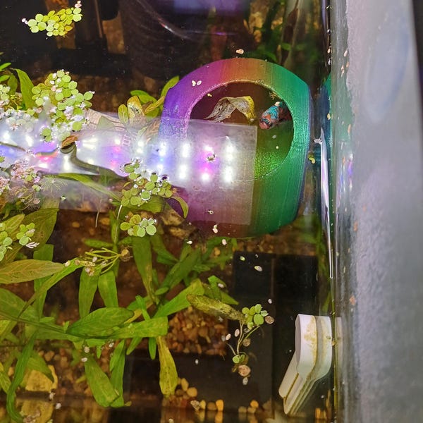 Stroodies Prototype Pool House for Leopard Geckos and Other Friends - Etsy