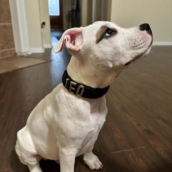 Personalized Dog Collars With Metal Letter Name, Female Dog Collars ...