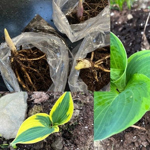 Walter Faxon Peony Pink Fragrant Spring Blooms Perennial - Etsy
