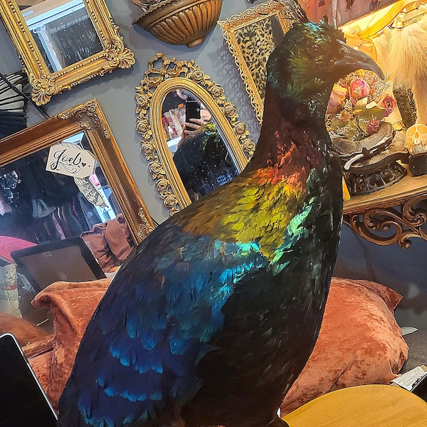 Domestic Chicken Rooster Taxidermy Mount - Etsy