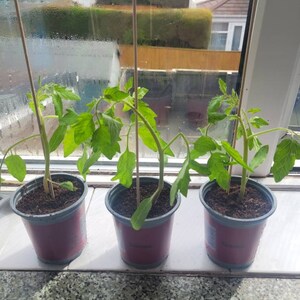 Rose 'fantastic at 60' Happy Birthday Rose Gift Wrapped With Huge Bow ...