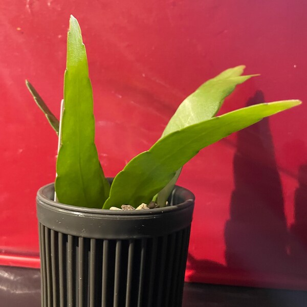 Rhipsalis Cereuscula, Rice Cactus, Coral Cactus Plants 4” Pot, 6” Pot ...