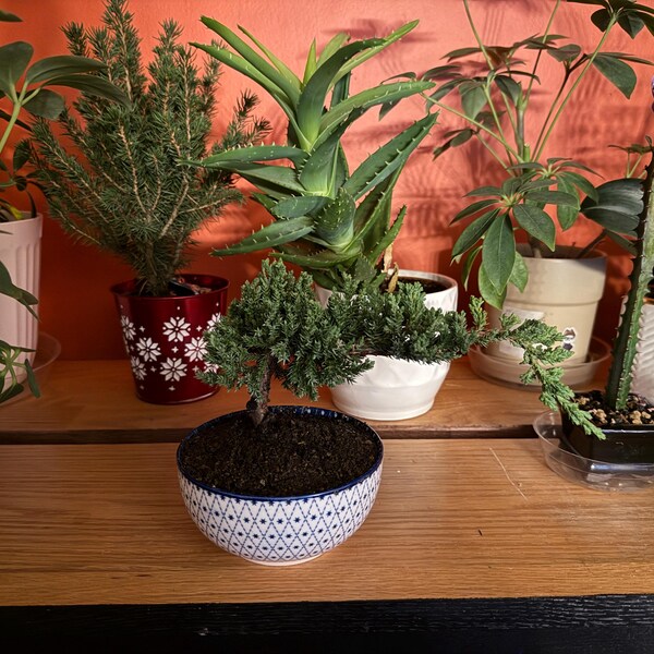 Bonsai Tree Old Procumbens Nana /sonare Juniper. 12 Inch Plastic Pot ...