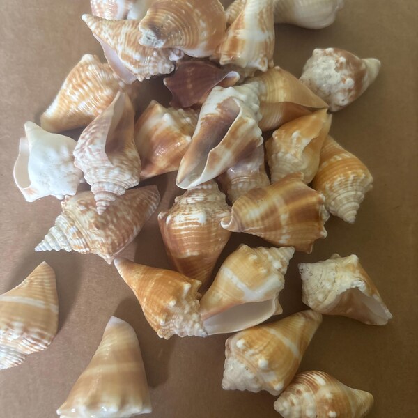 Orange Lovers ! Unique Orange and Orange Striped Scallop Seashells ...