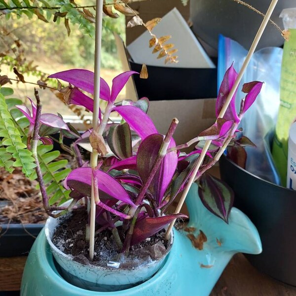 Hoya Cv. Chouke Full & Trailing Live Plant in 4 Hanging Basket - Etsy