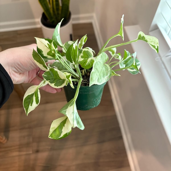 Hunter's Venom African Violet Live Plant, Young Starter in a 4" Pot ...