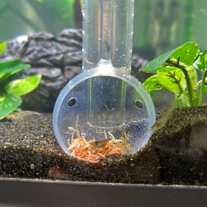 Shrimp Feeder and Viewing Platform for Shrimp Feeding, Viewing, Study ...