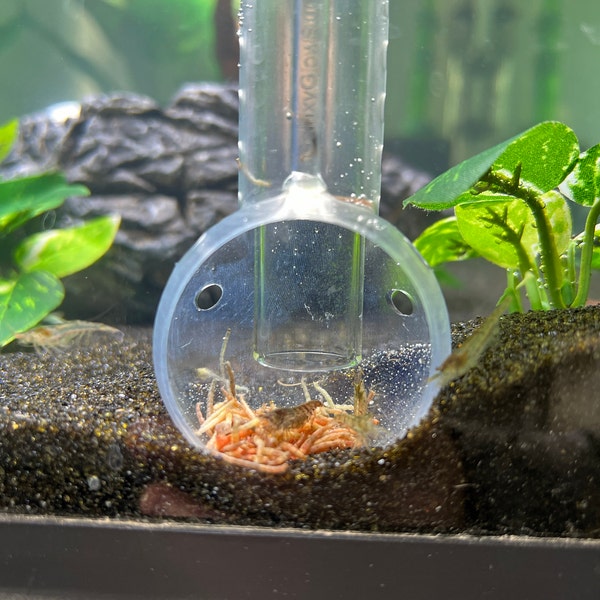 Shrimp Feeder and Viewing Platform for Shrimp Feeding, Viewing, Study ...