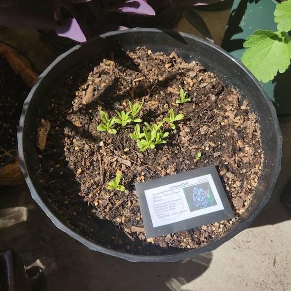 Astrantia Major Rose Symphony Seeds, Masterwort, Hattie’s Pincushion ...