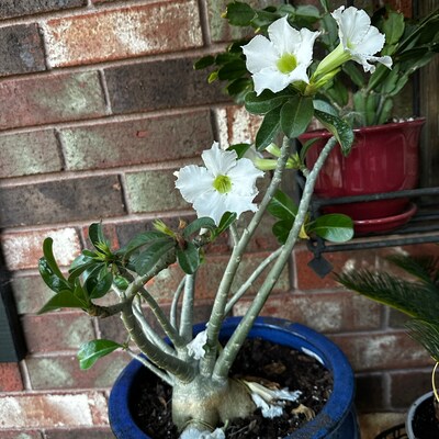 Rare Adenium Obesum Arabicum, Beautiful White Flowers Fat Caudex ...