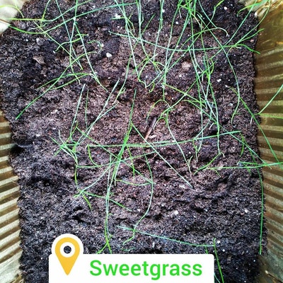 150 SWEET VERNAL GRASS Sweet Grass Vanilla Grass Anthoxanthum Odoratum ...