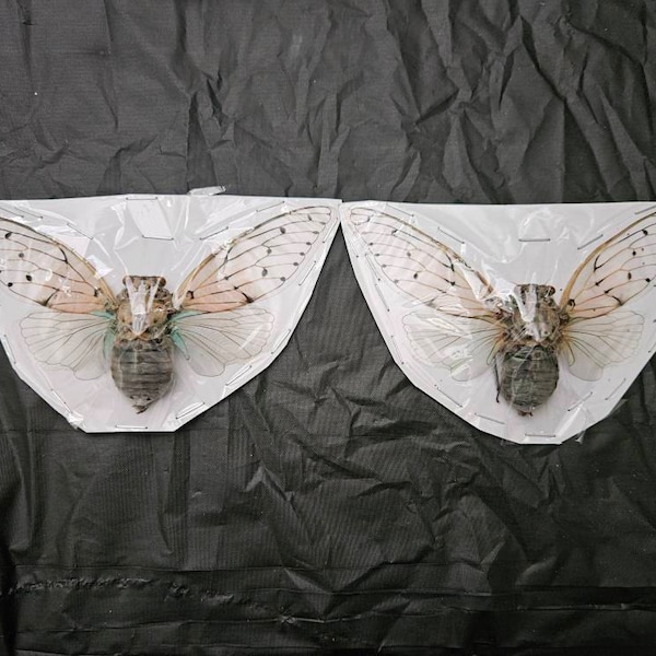 Real Unframed Taxidermy Spread Ayuthia Spectabilis White Ghost Cicada ...