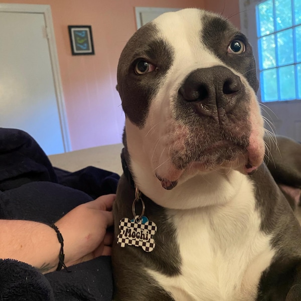 Checker Pet Tag - Customizable Dog ID With Retro Checkerprint Theme ...