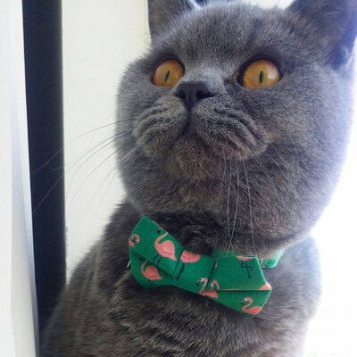 Cat Bow Tie the Next Stop, Miami' Flamingo LIMITED EDITION - Etsy