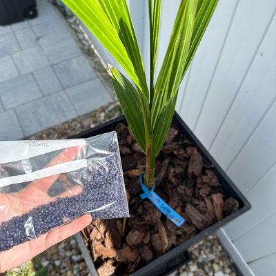 Corypha Umbraculifera , Talipot Palm , Exotic. Extremely Rare, Large ...