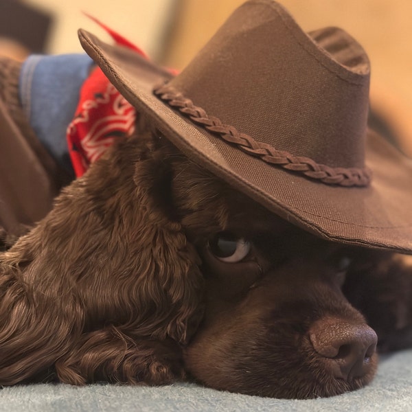 Dog Denim Western Shirts, Cowboy Jean Shirts, Puppy Dress Shirt, Dogs ...