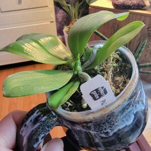 Phal. Tzu Chiang Chrisna, Fragrant Smell Like Roses - Etsy