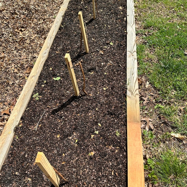 5 Heritage Everbearing Red Raspberry Plants (5 Large 1 Year Old Bare ...