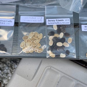 10 Rishi Ridge Gourd Seeds Indian Angled Loofah Luffa Acutangula Non ...