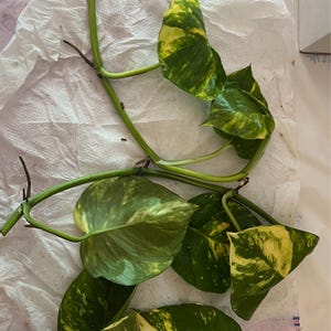 6 Ficus Lyrata Fiddle Leaf Fig LIVE PLANT Growers Pot House Plant ...