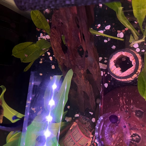 Mexican Beach Pebbles for Nano Tank | Rock Scape Accents | Aquarium ...