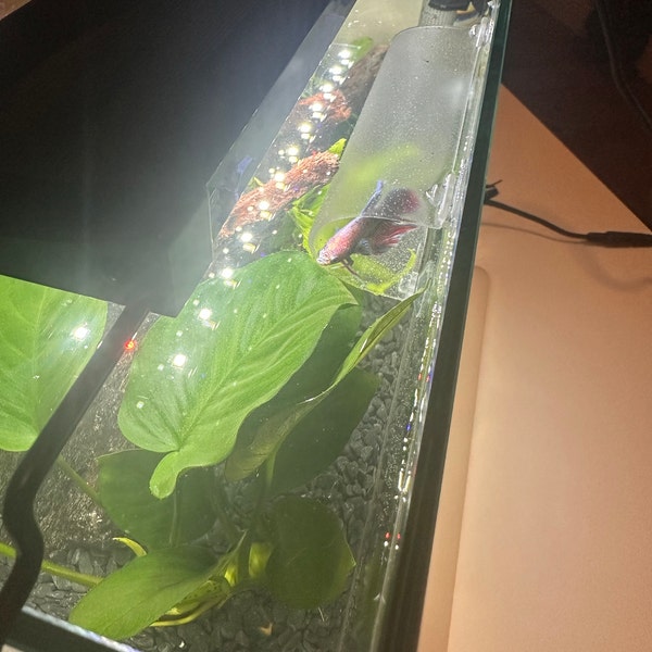 Betta Fish Toys SeeShelter Brand Betta Tunnel In Translucent Medium ...
