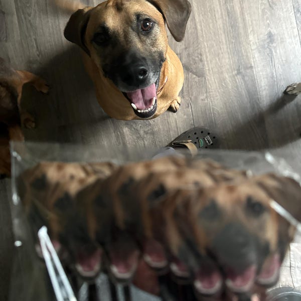 Drink Stirrers Personalized With Dog Face, Pet Birthday Stir Sticks ...