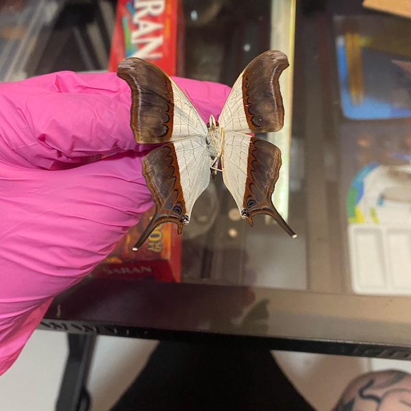 Riker Mount ONE Display Case Frame Shadow Box Choose Size - Etsy