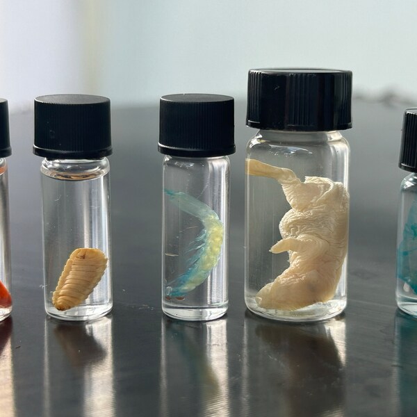 Mystery Oddity WET SPECIMEN Surprise Box - Animal Kingdom - Etsy