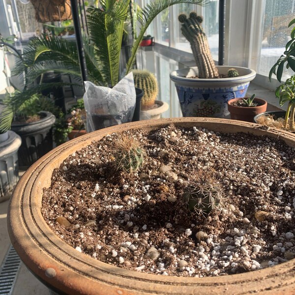 Echinopsis Candicans argentine Giant XXL Live Cactus Plant Rooted ...