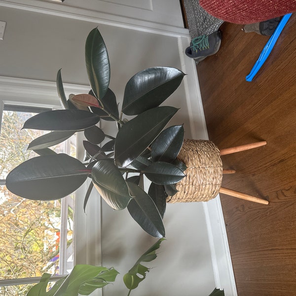 Boho Vintage Cat Tail Woven Plant Stand - Etsy