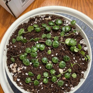 Peperomia Prostrata Turtles on a String Cuttings | Etsy Canada