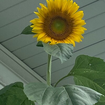 SUNFOREST SUNFLOWER MIX, Grow Fast Growing Sunflower Forest for Your ...