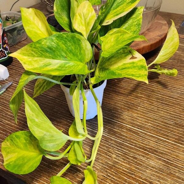 Sanna Tradescantia – Variegated Trailing Houseplant With Green & White ...