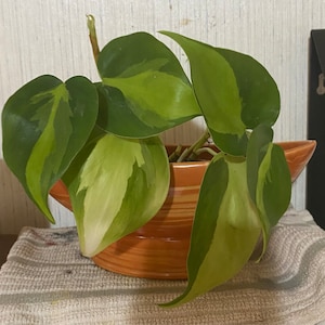 5x Cryptocoryne Wendtii 'bronze' Slow Growing Low - Etsy