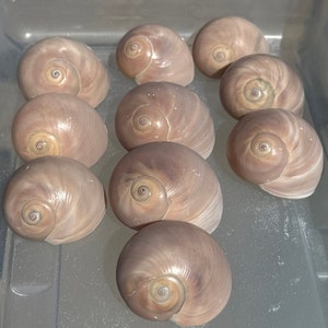 Various Seashells - Etsy