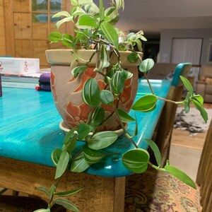 Arrowhead Houseplant Syngonium - Etsy