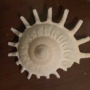 Astraea Calcar Shells Spurred Turban Shells 1/2 1 | Etsy