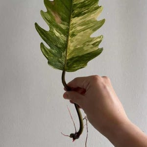 Variegated Monstera Deliciosa White Lava Rooted Leaf Cutting - Etsy
