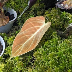 Musclewood Log Walking Stick American Hornbeam Ironwood 36 - Etsy