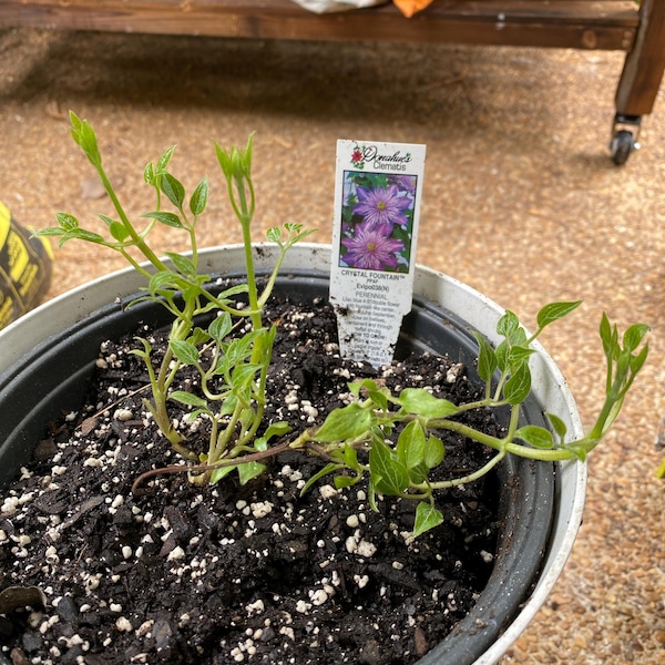 4 Lavandula Angustifolia 'lavance Deep Purple Lavender Starter ...